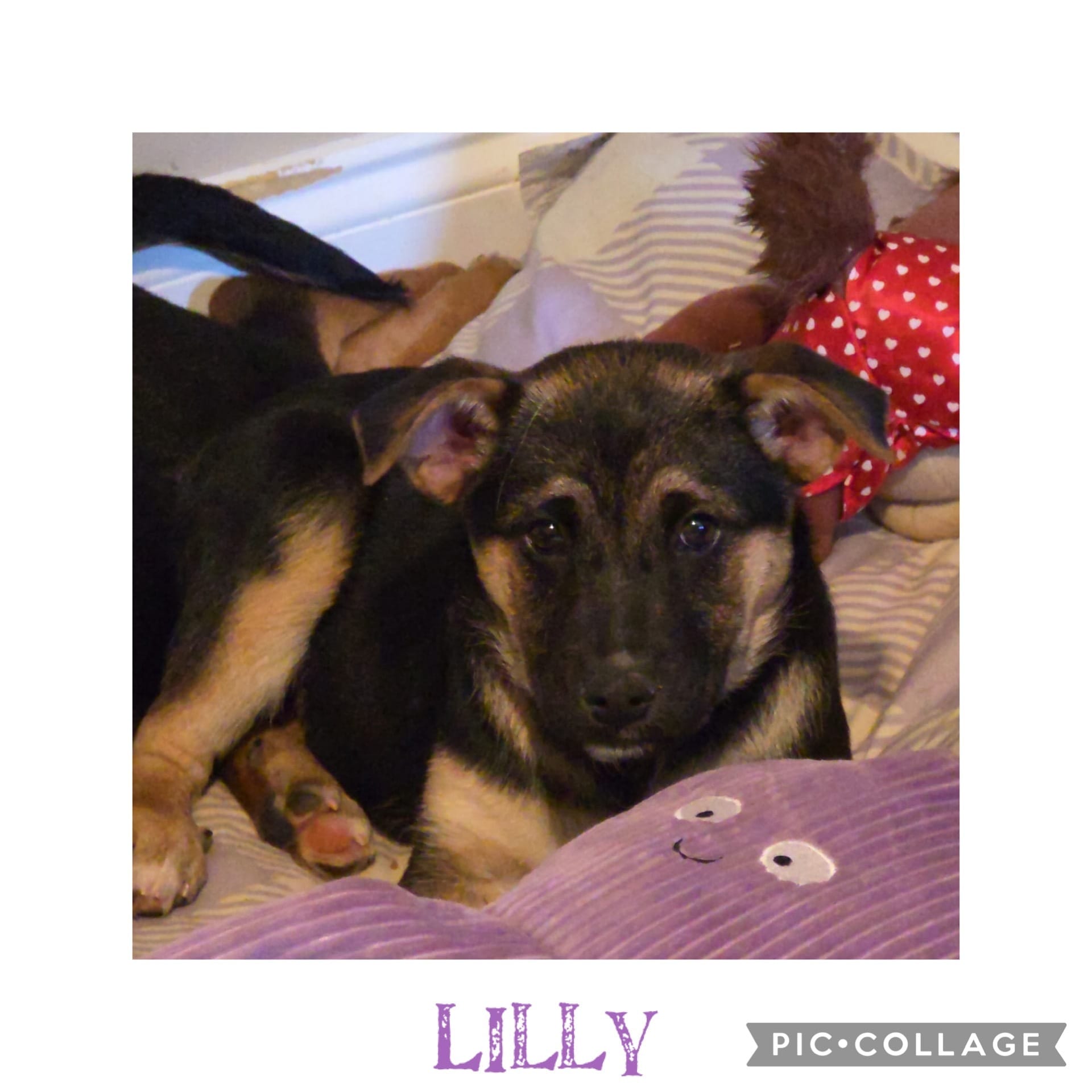 Adopt Lilly Today - Find Paw Pal