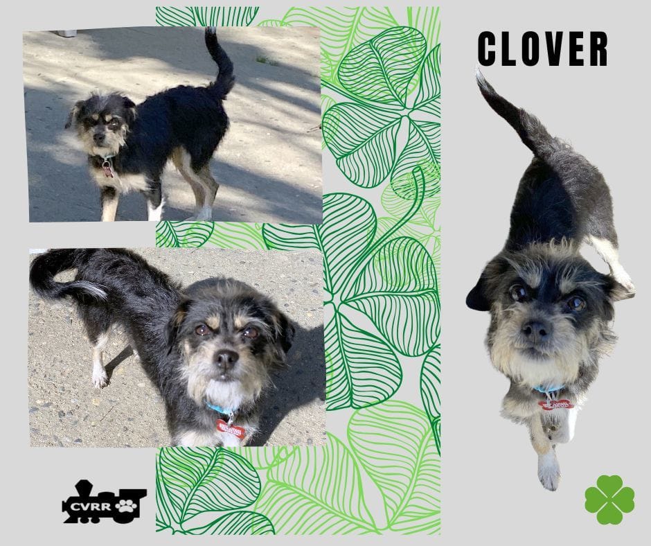 Adopt Clover Today - Find Paw Pal