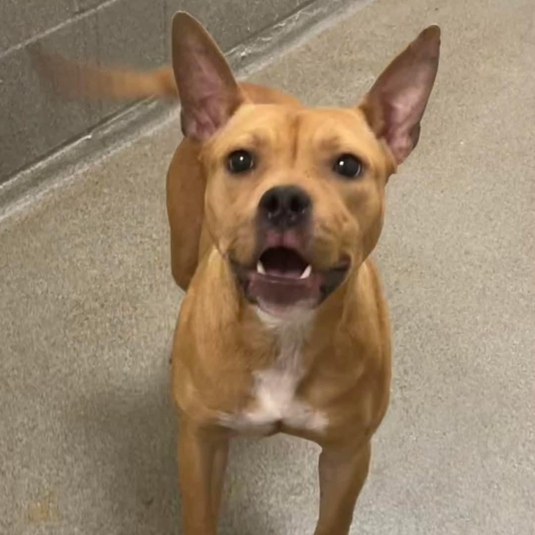 Adopt Princess Alexandra Today - Find Paw Pal