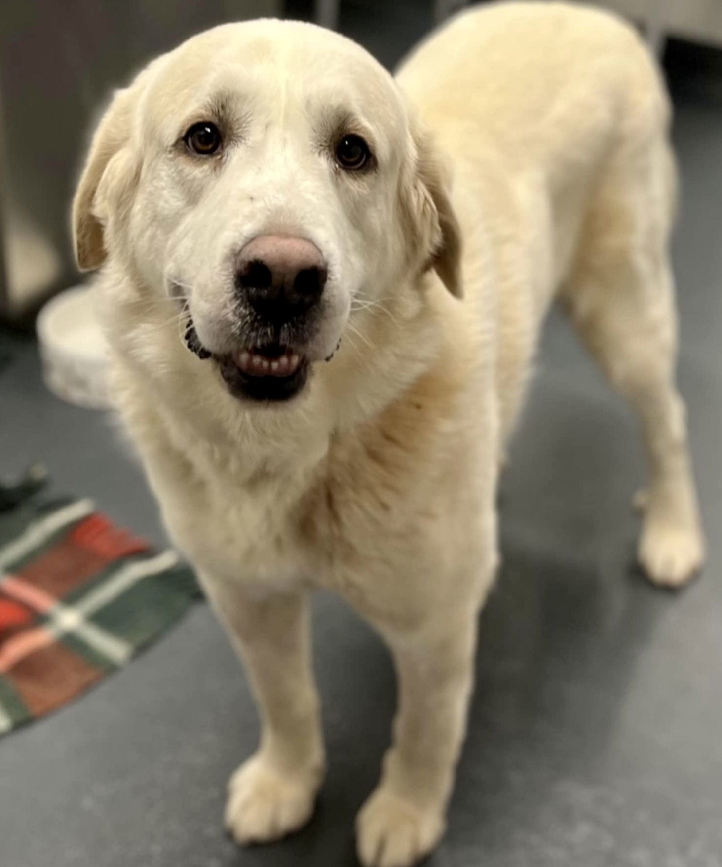 Adopt Marley Today - Pets TheCountyOffice