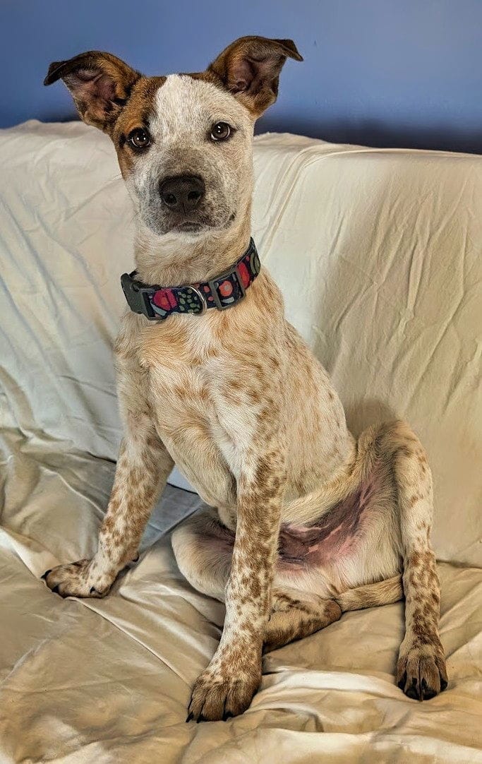 Adopt Kotter Today - Pets TheCountyOffice