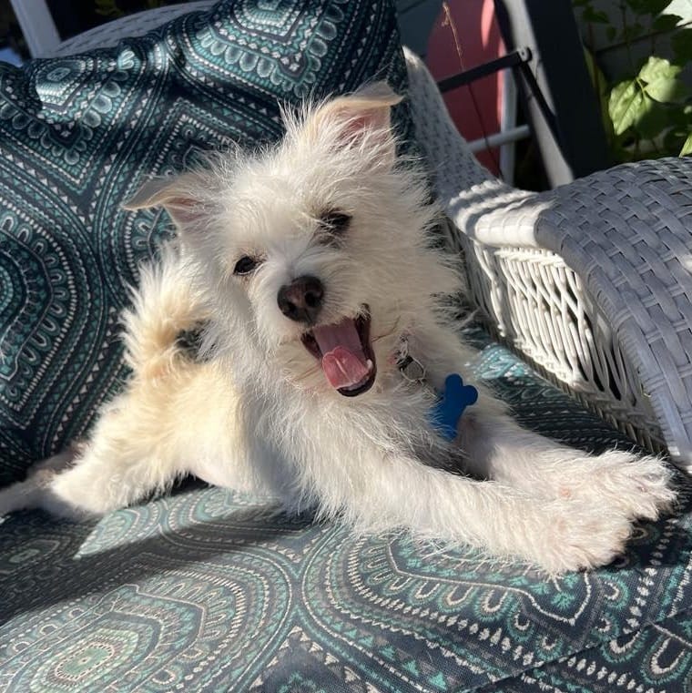 Adopt Snowflake! Today - Find Paw Pal