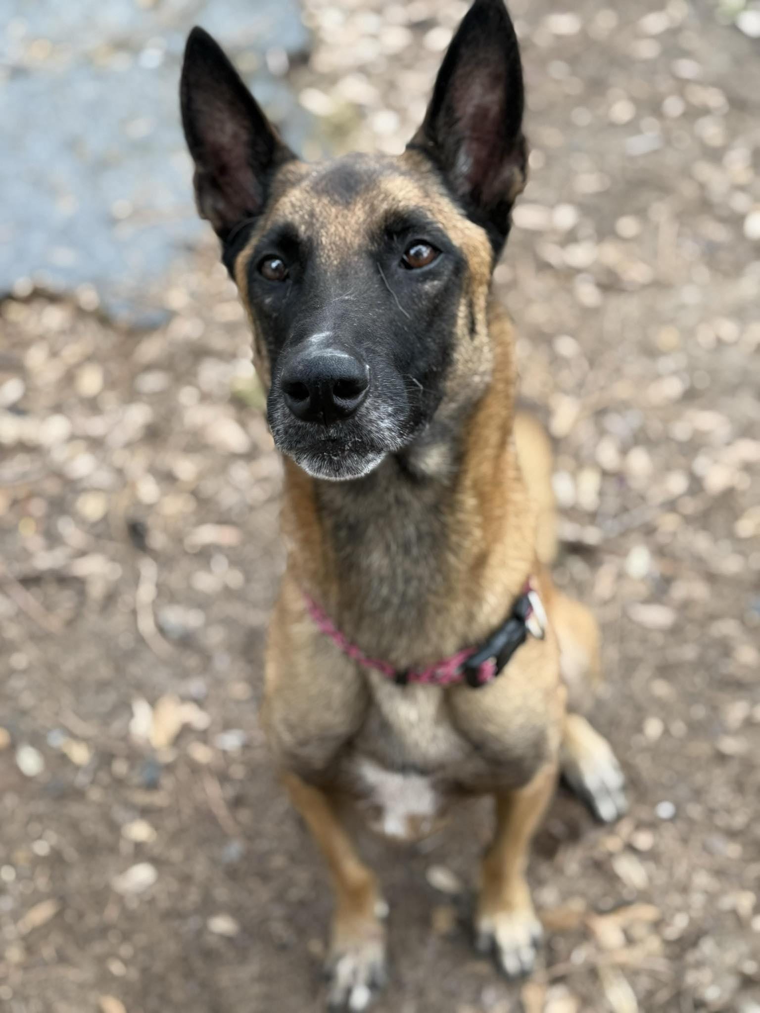 Adopt Panda Today - Find Paw Pal