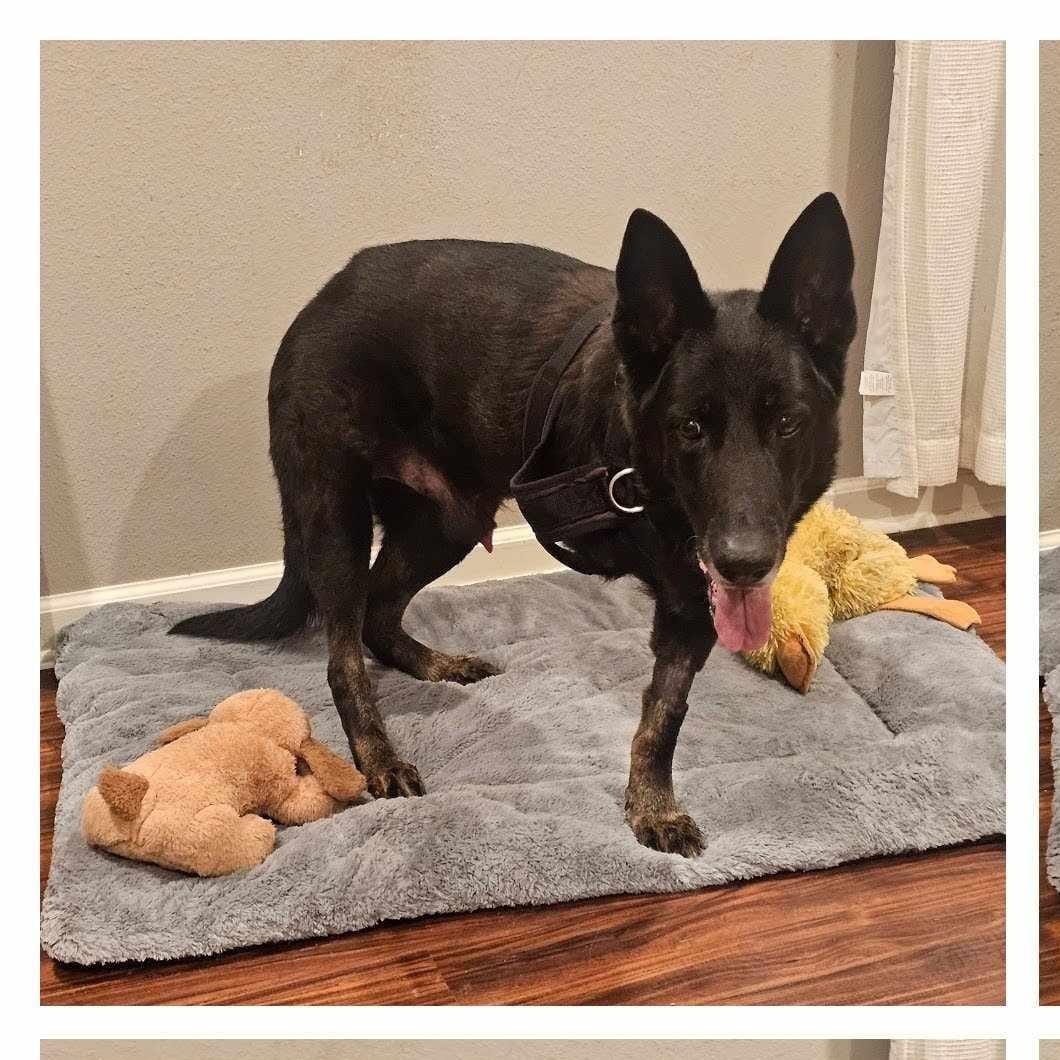 Adopt Woofy Today - Find Paw Pal