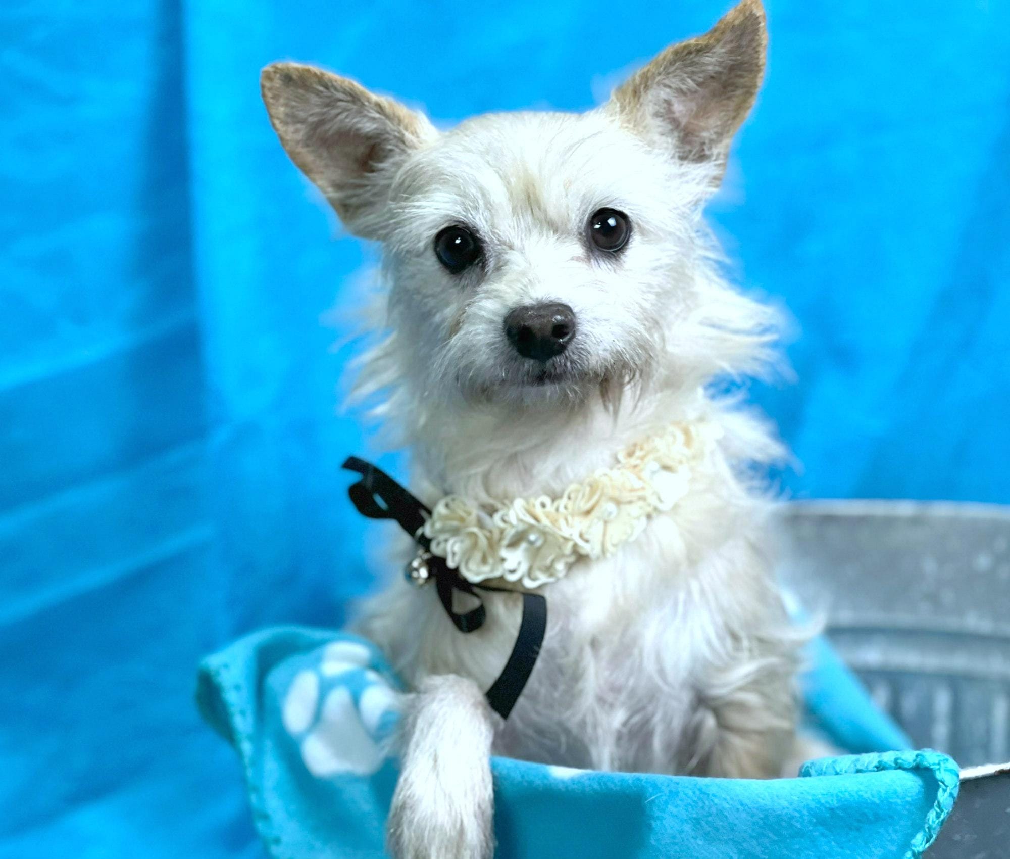 Adopt Violet Today - Find Paw Pal