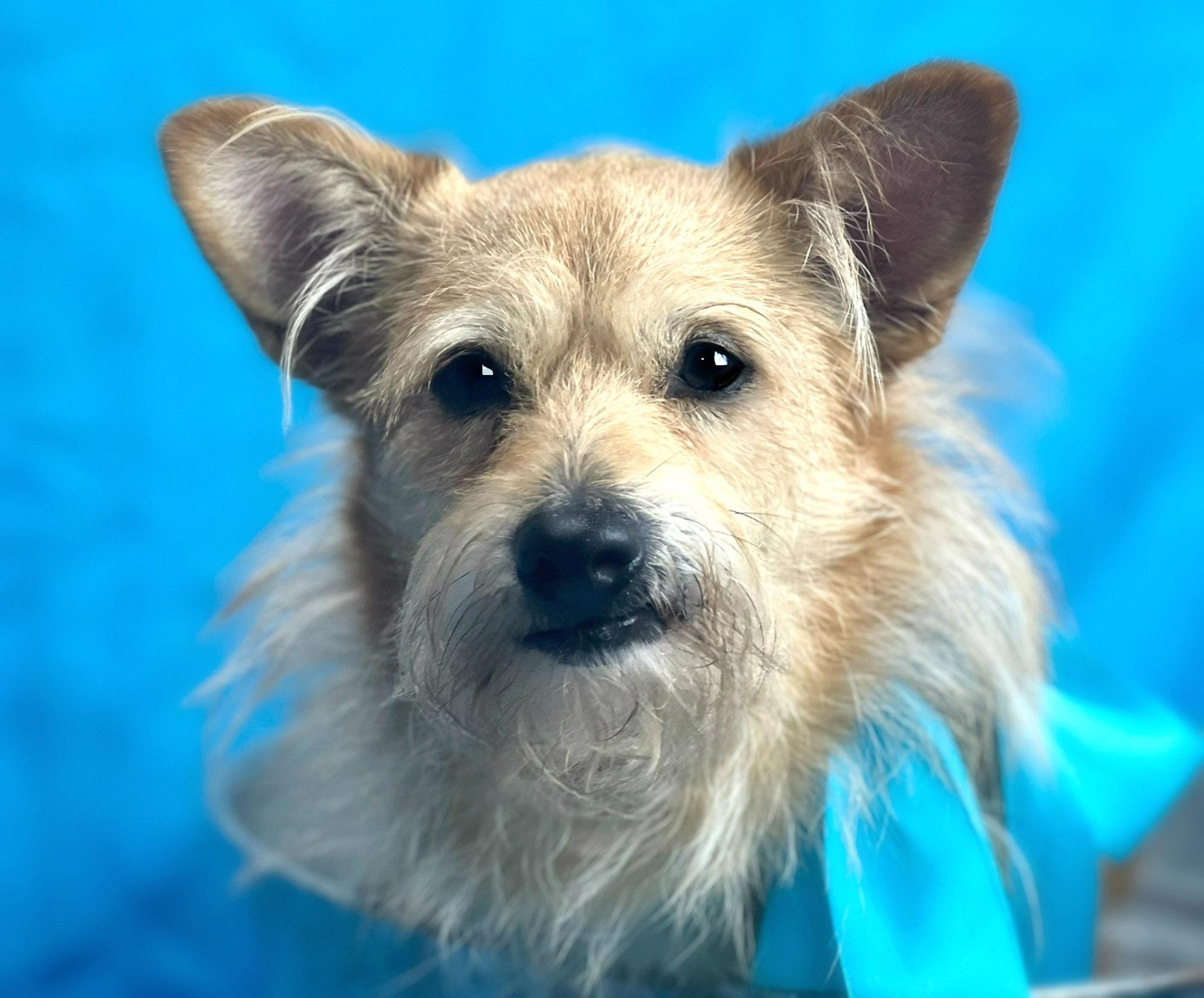 Adopt Simba Today - Pets TheCountyOffice