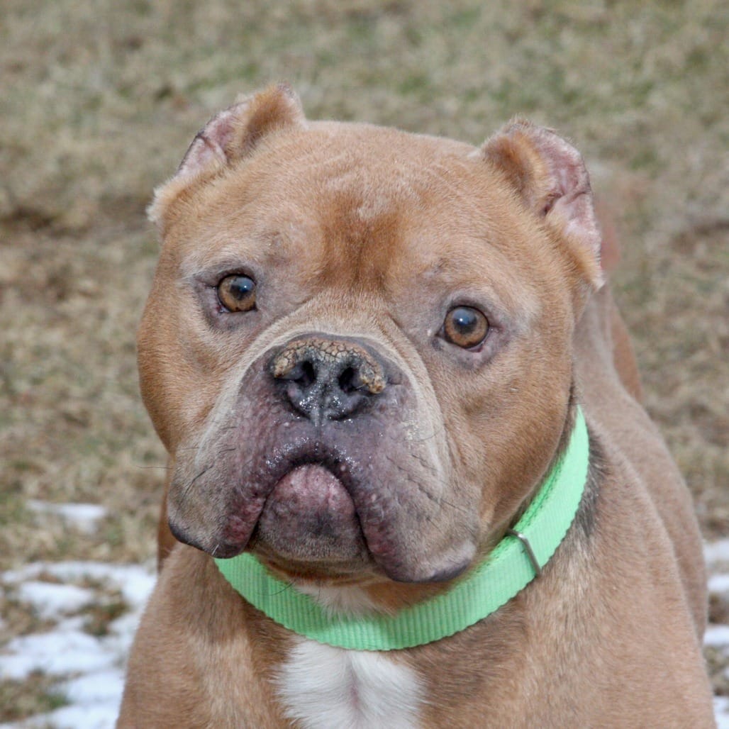 Adopt Goomba Today - Find Paw Pal