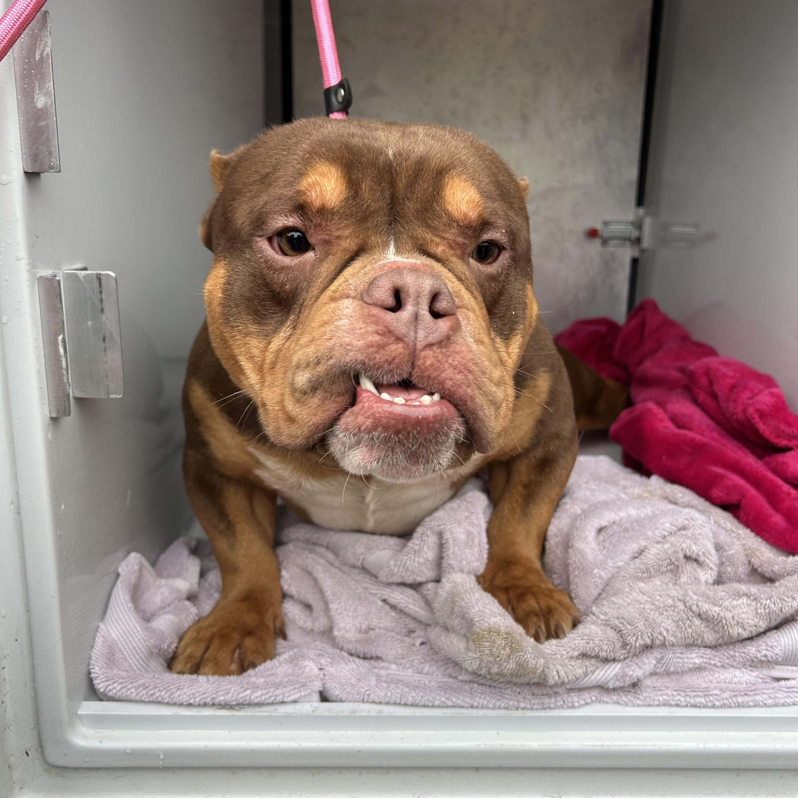 Adopt Big Chocolate Today - Find Paw Pal