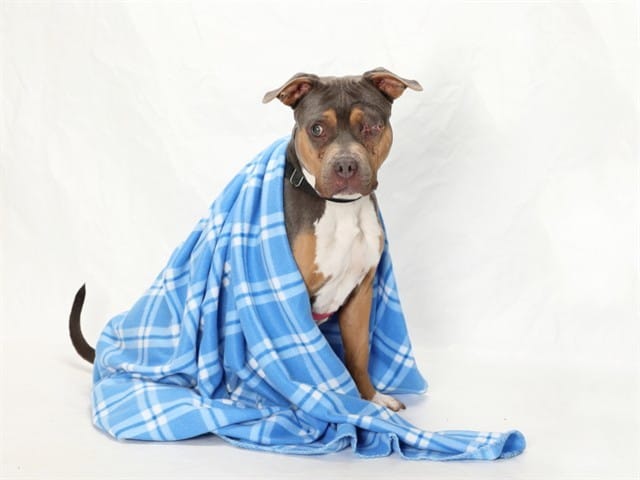 Adopt GLOOP Today - Pets TheCountyOffice