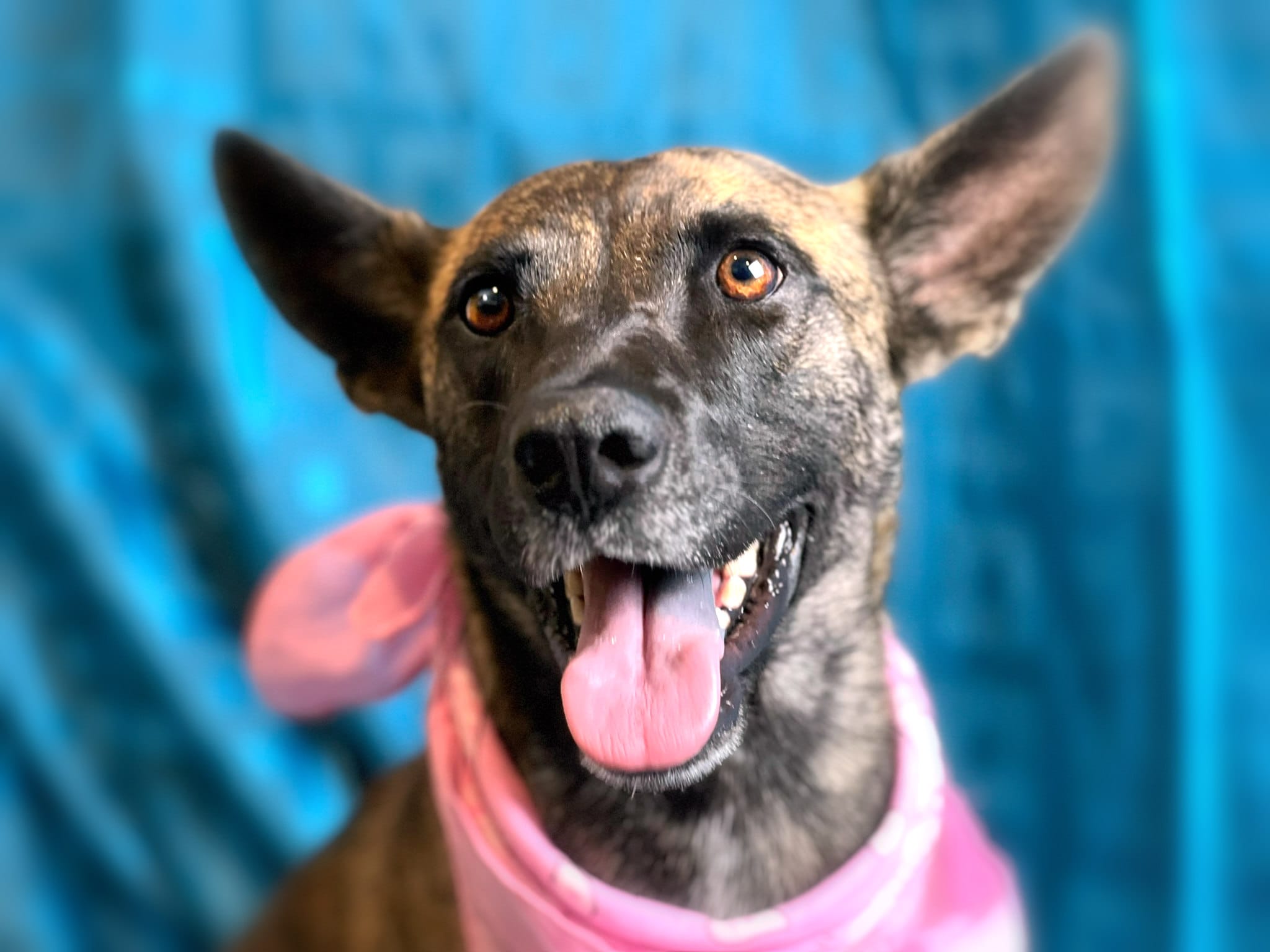 Adopt Reba Today - Pets TheCountyOffice