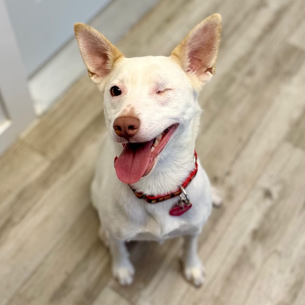 Animal Shelters Near Me - Find Paw Pal