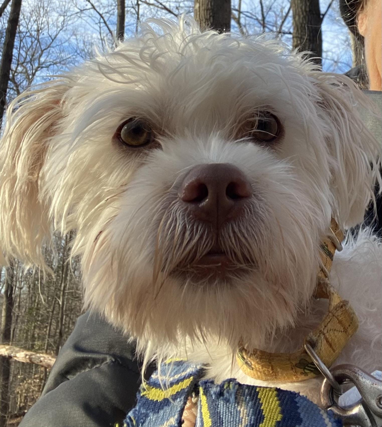 Adopt Harris Today - Find Paw Pal