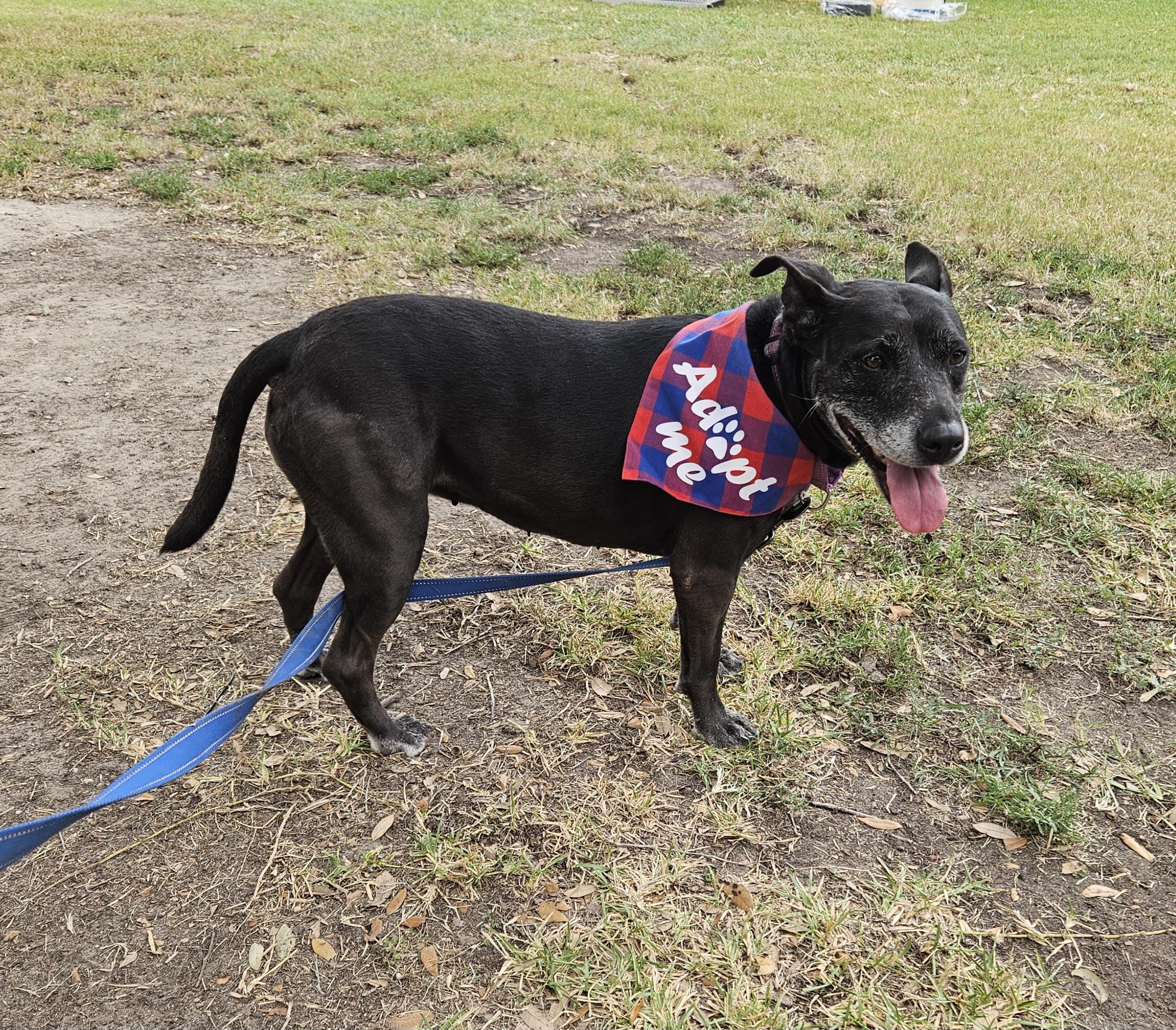 Adopt Sarah Today - Pets TheCountyOffice