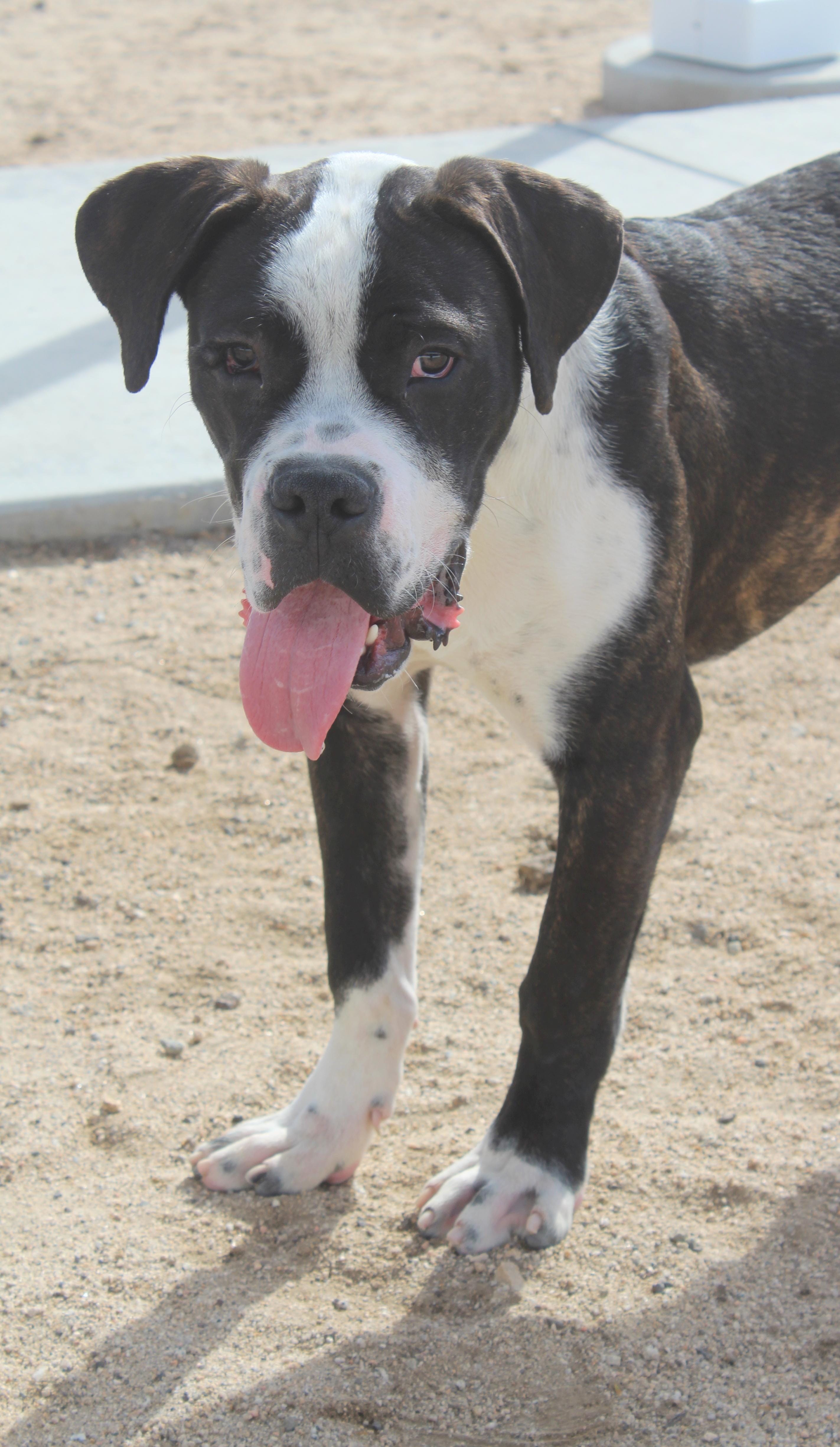 Adopt Daisy 43501 Today - Pets TheCountyOffice