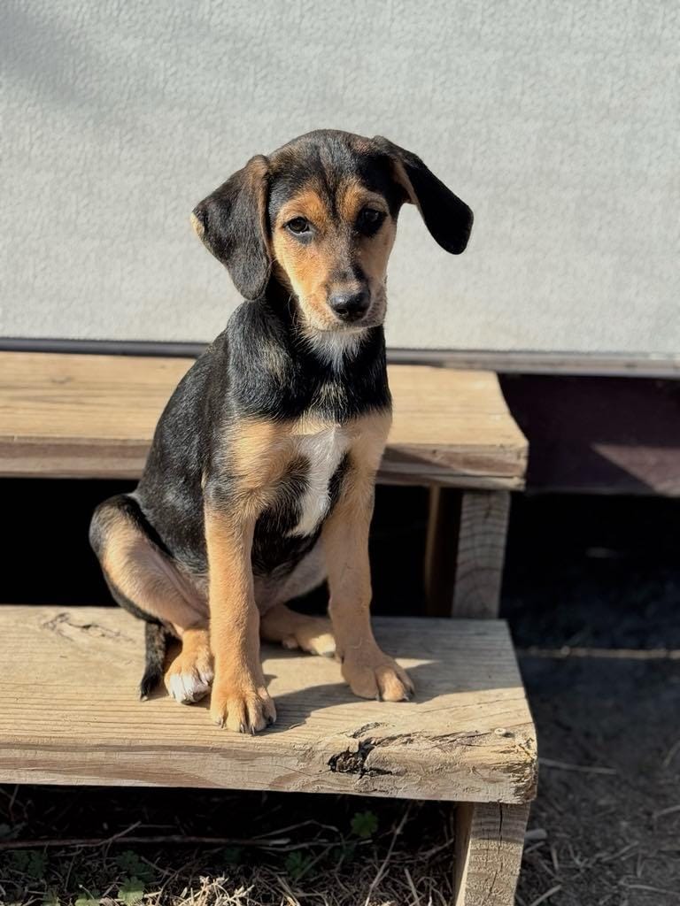 Adopt Daisy 43501 Today - Pets TheCountyOffice