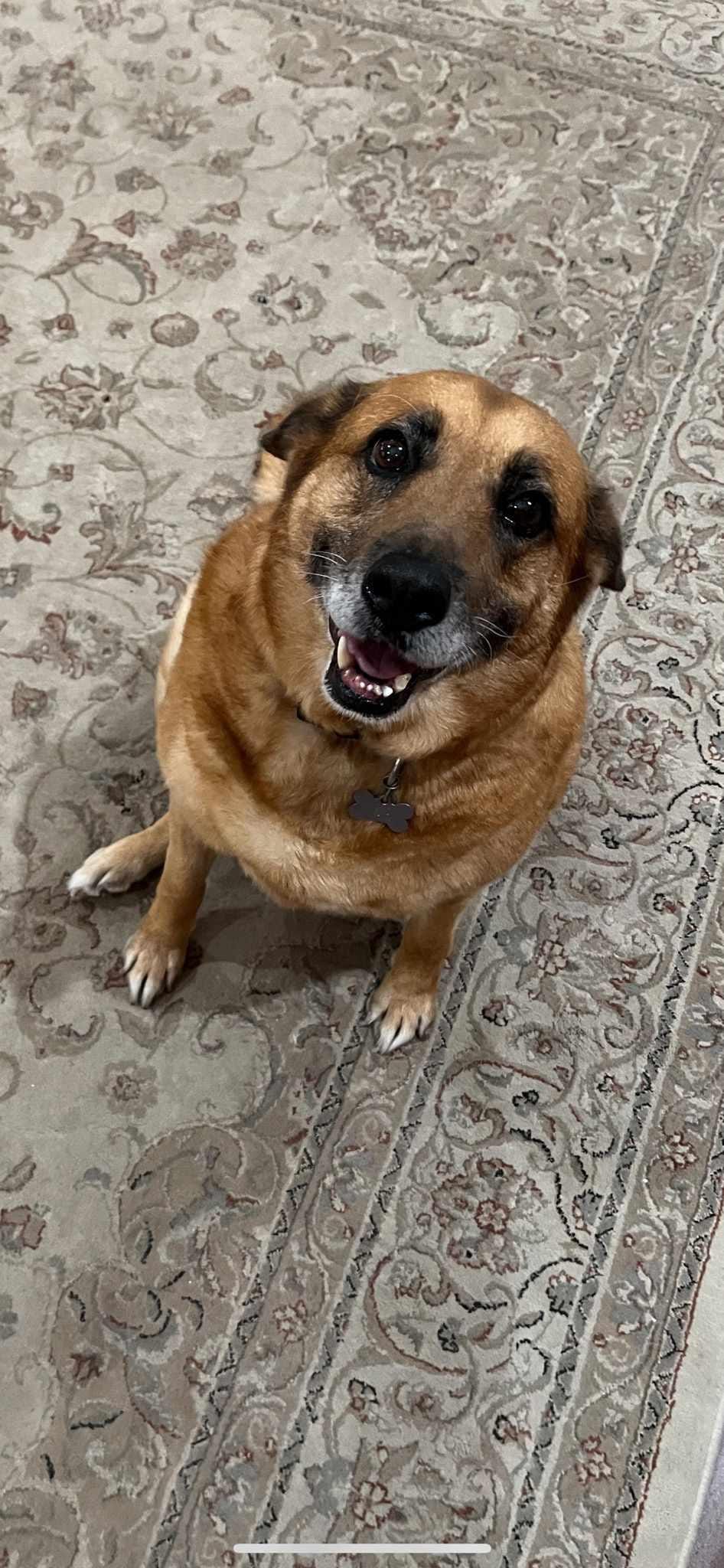 Adopt Remi Today - Pets TheCountyOffice