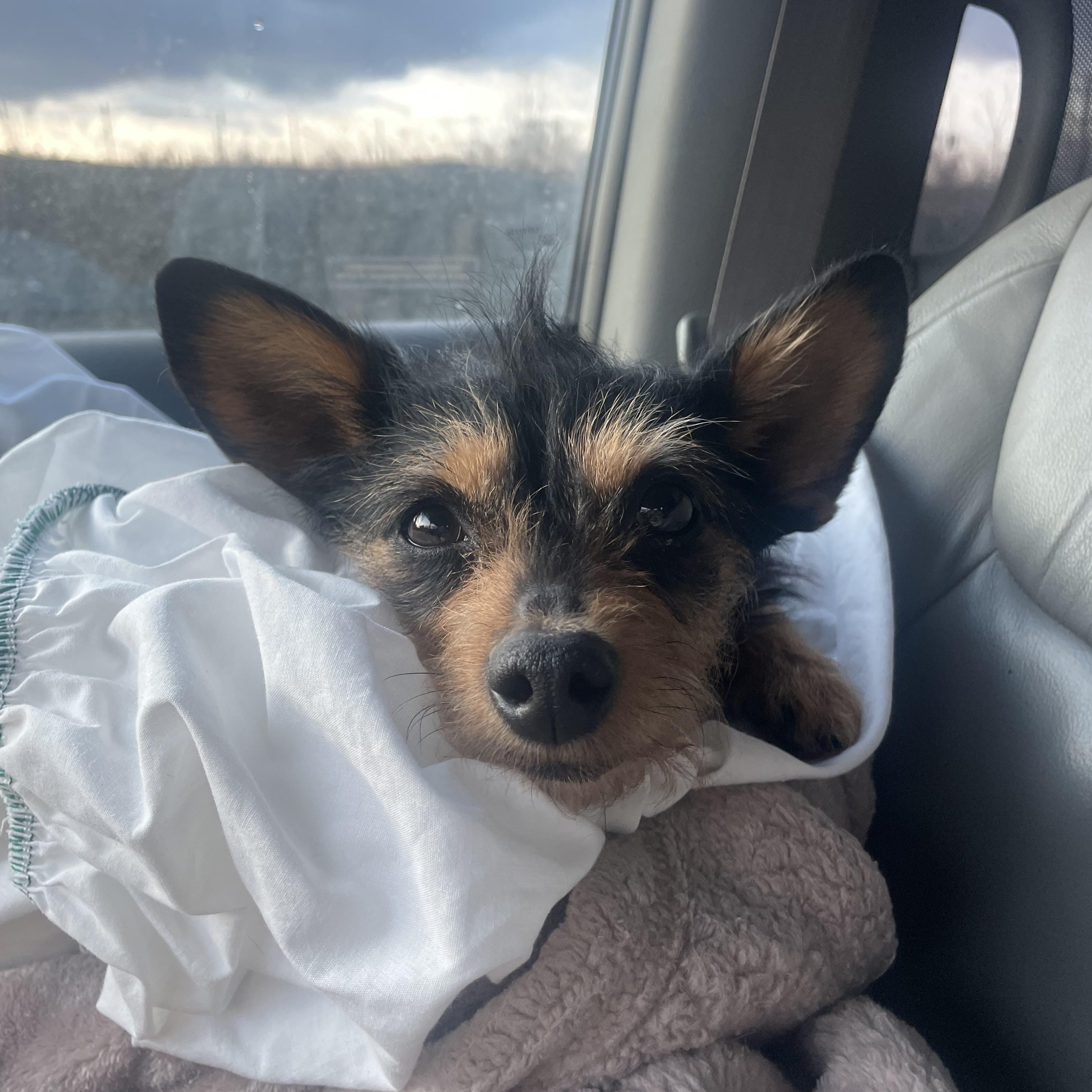 Adopt Hazel Today - Find Paw Pal