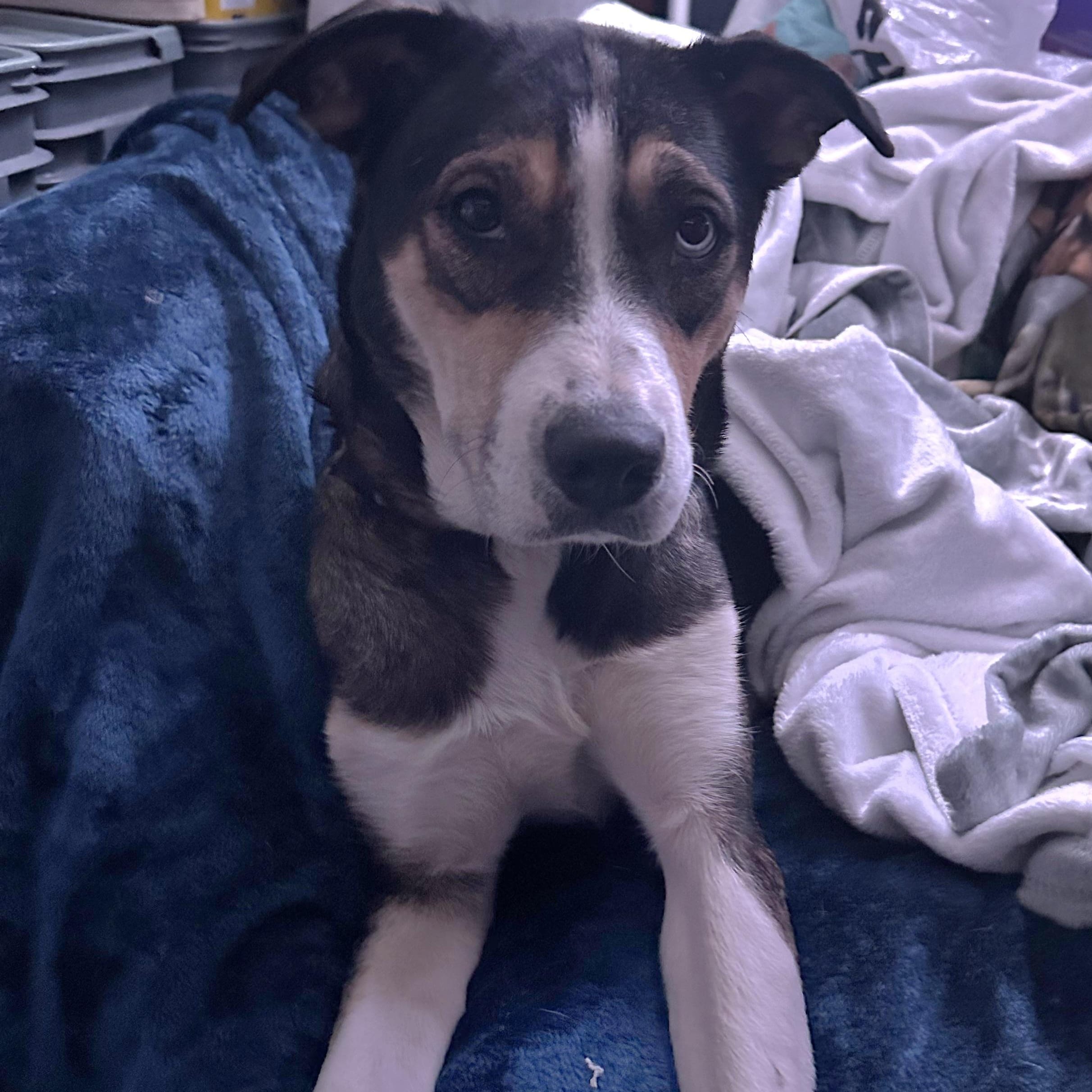 Adopt Noelle Today - Find Paw Pal