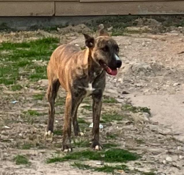 Adopt COCO Today - Pets TheCountyOffice