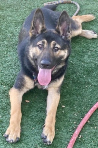 Adopt SCAR Today - Pets TheCountyOffice