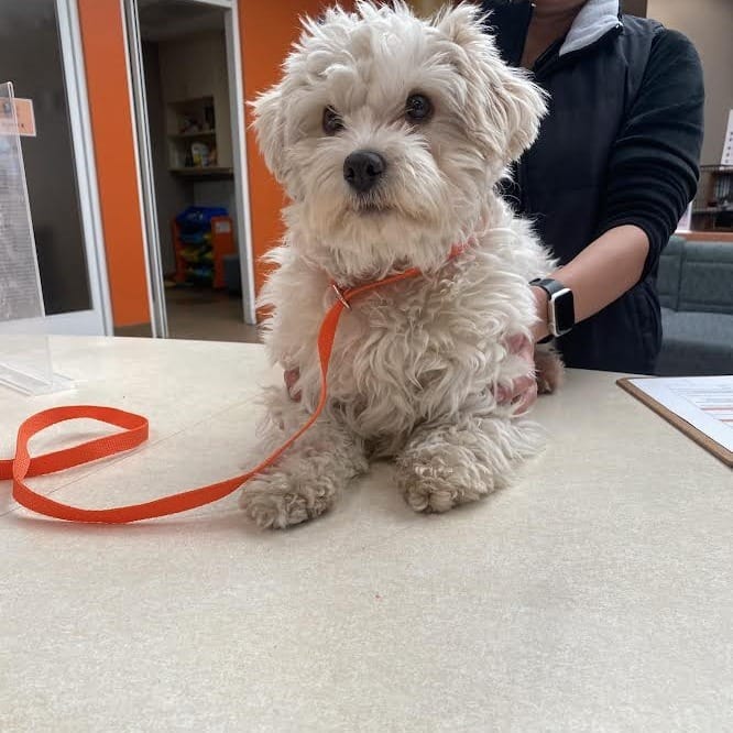 Adopt WAGS-Stray-17142 Today - Find Paw Pal