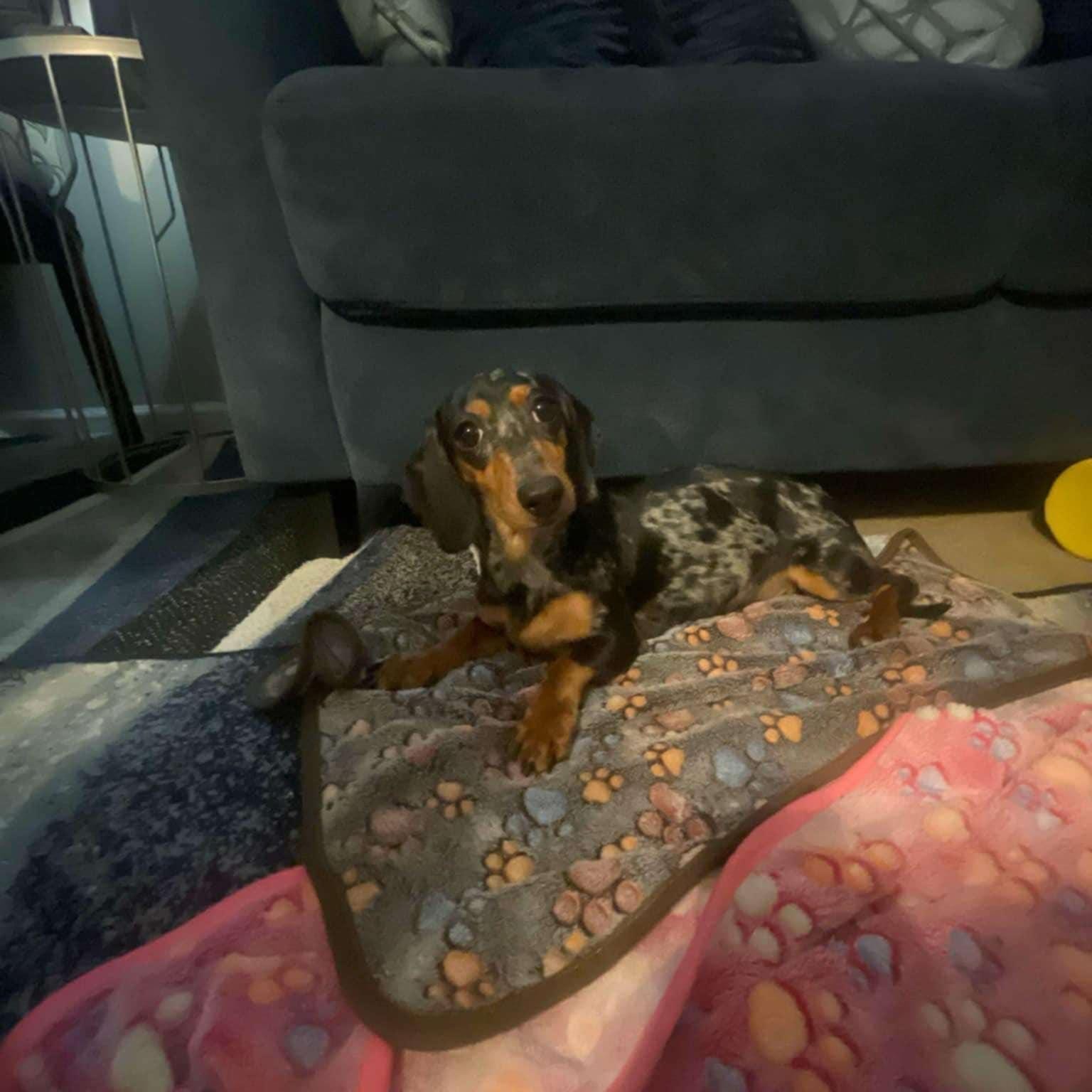 Adopt Stella & Duke- AKC bonded pair Today - Pets TheCountyOffice