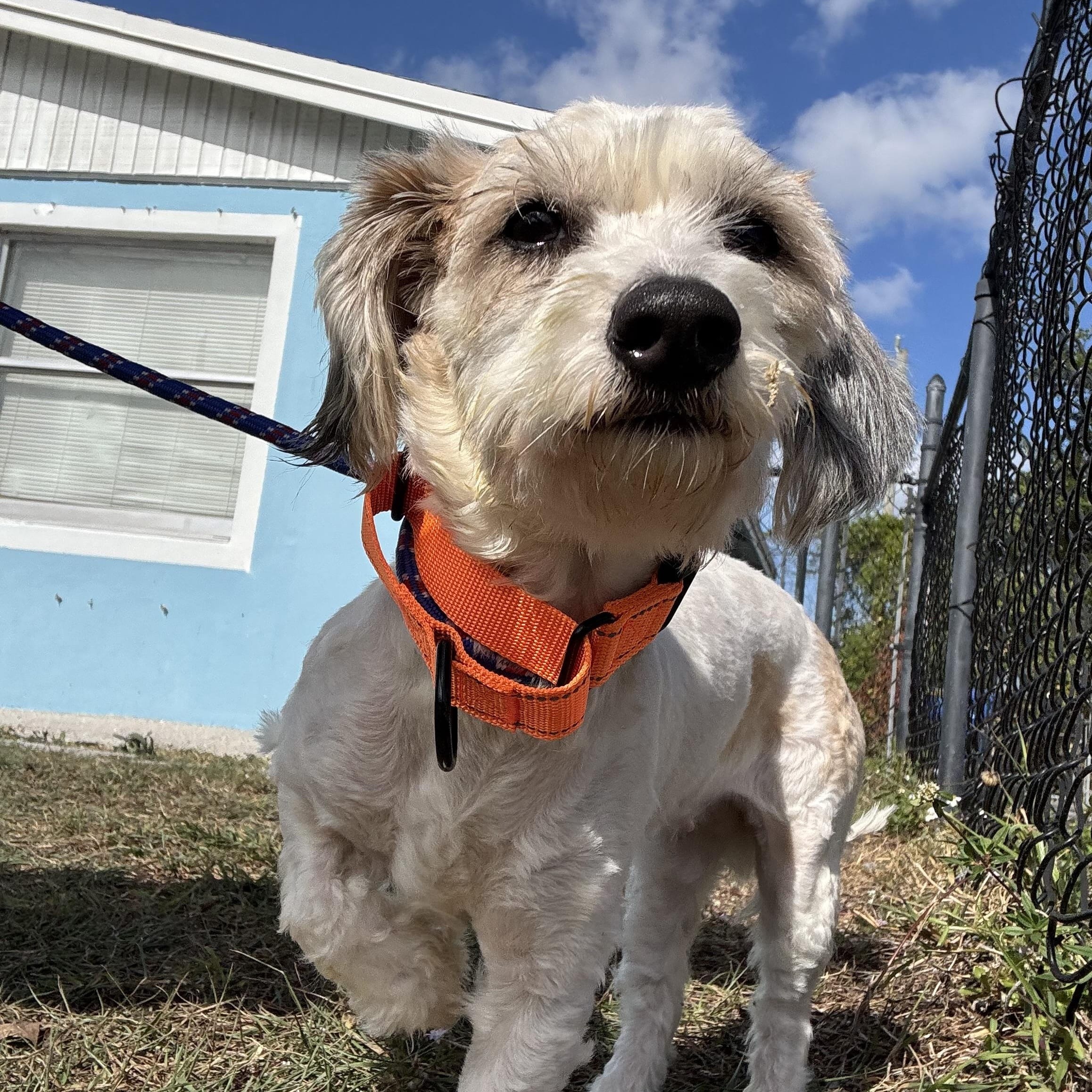 Adopt Cash Today - Find Paw Pal