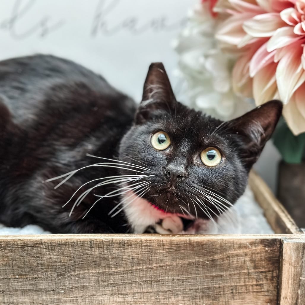 Adopt Grace Ann Today - Pets TheCountyOffice