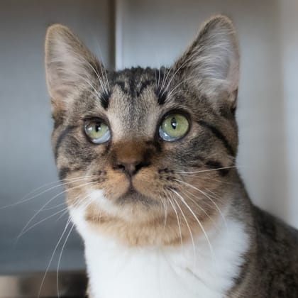 Adopt Sheila Today - Pets TheCountyOffice