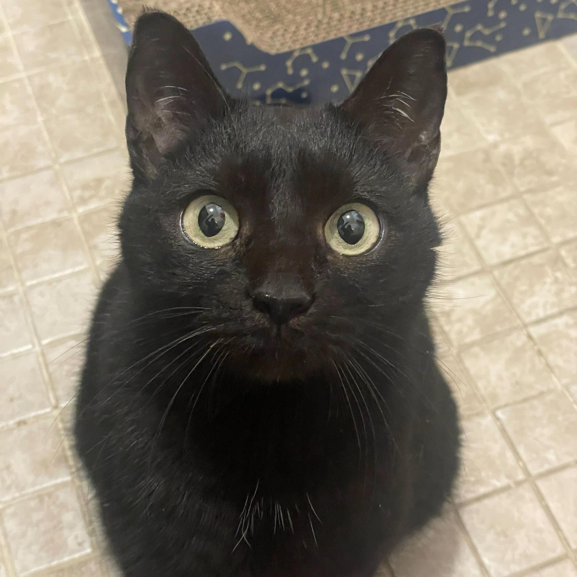 Adopt Choco (aka The Countess) Today - Pets TheCountyOffice