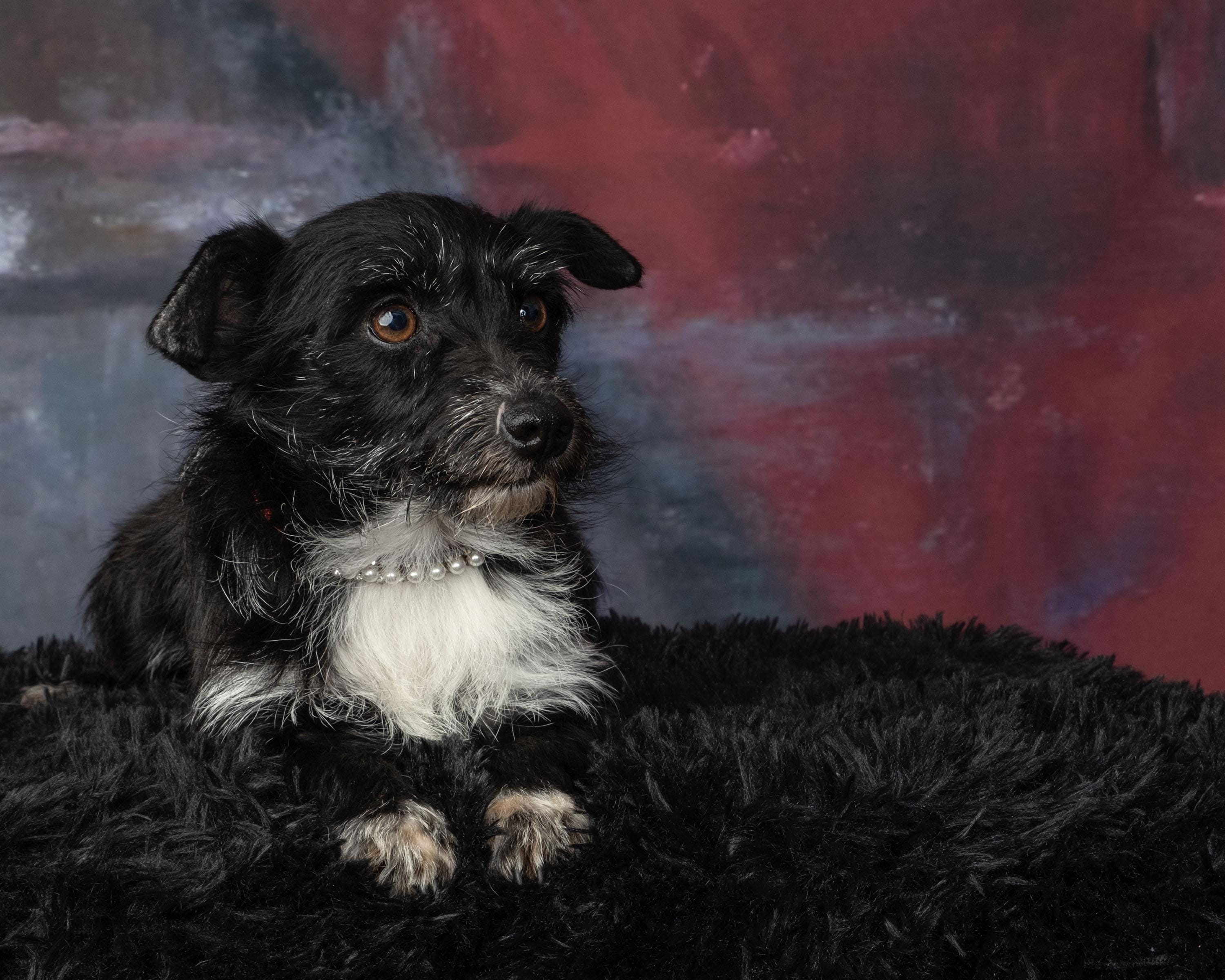 Adopt Birdie Today - Pets TheCountyOffice