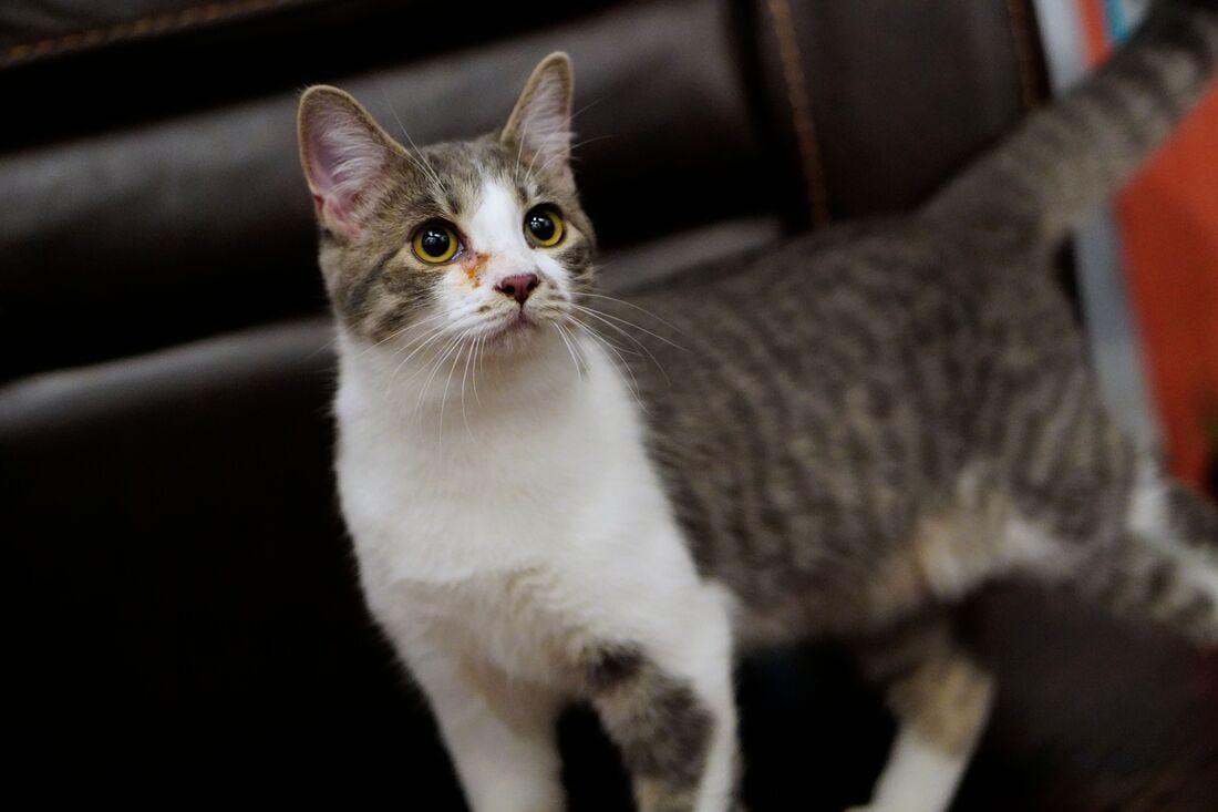 Adopt Bonnie Bell Today - Find Paw Pal