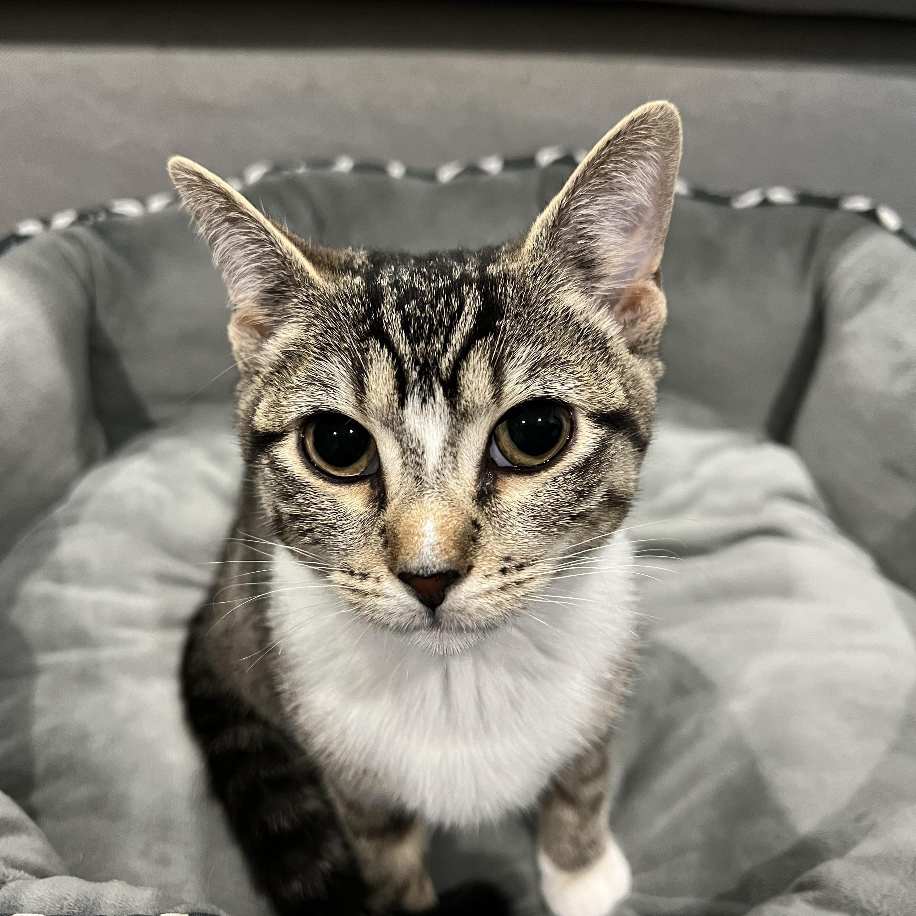 Adopt Moo Deng - Playful & Sweet Today - Find Paw Pal