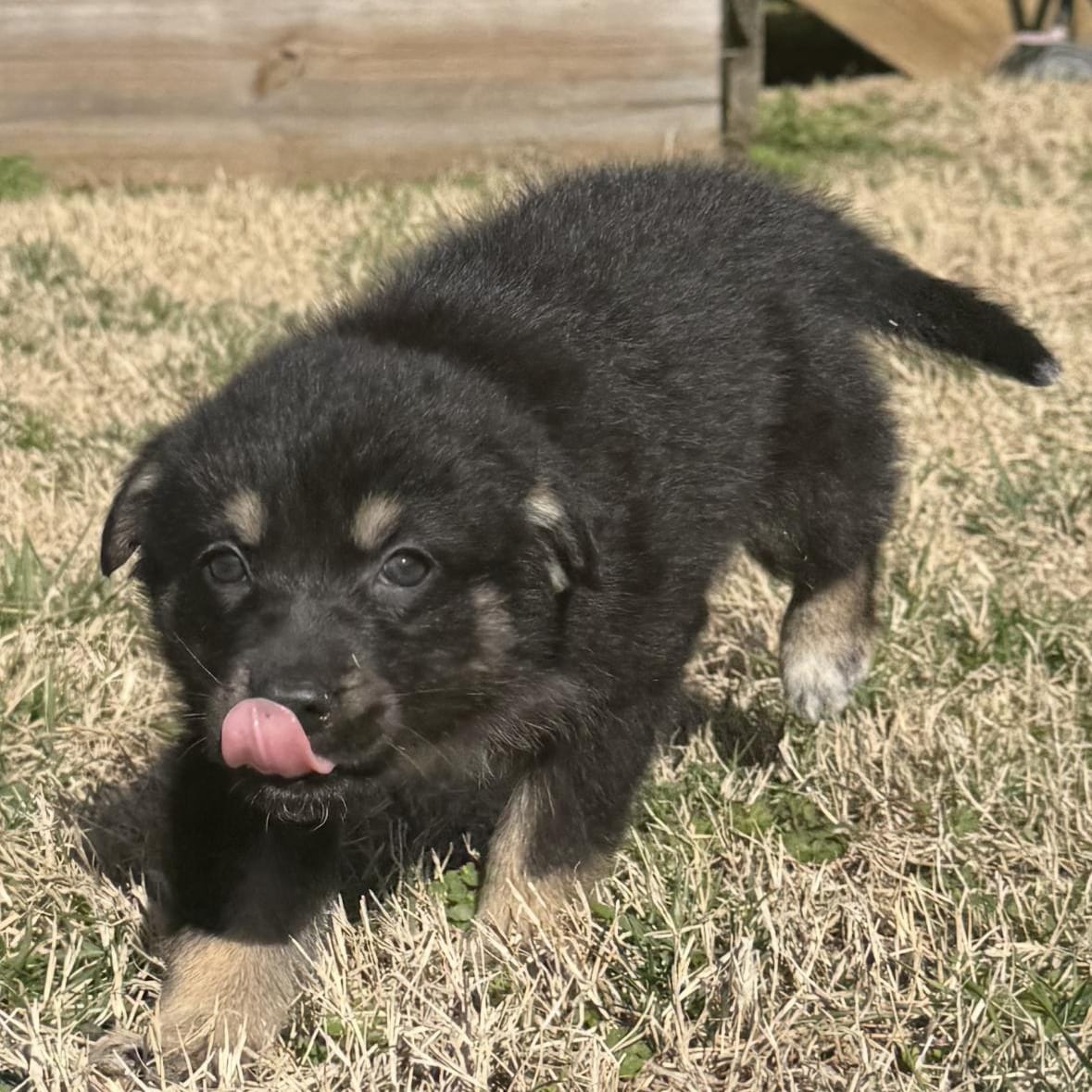 Adopt Milo Today - Pets TheCountyOffice