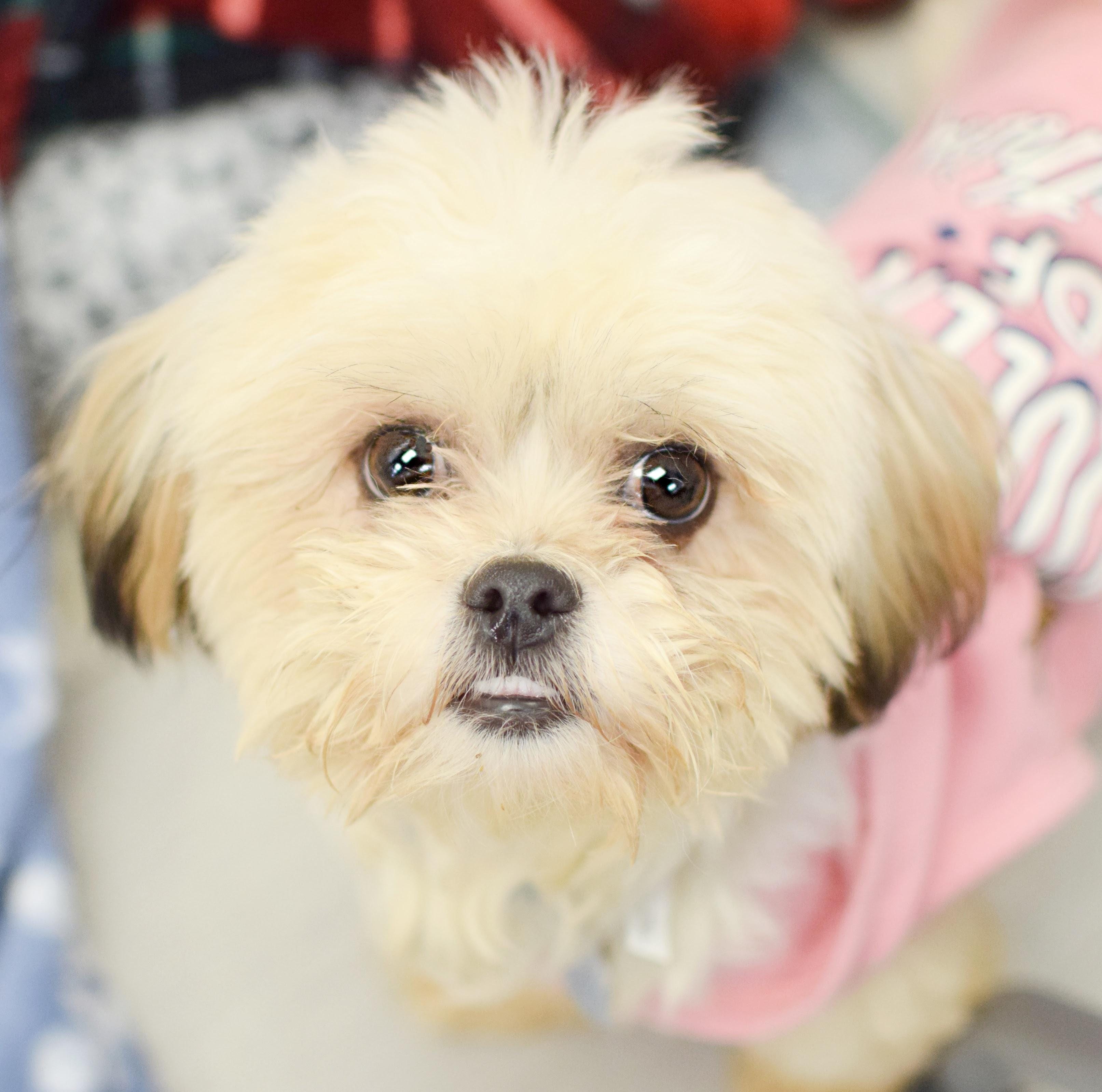 Adopt Coco Today - Pets TheCountyOffice