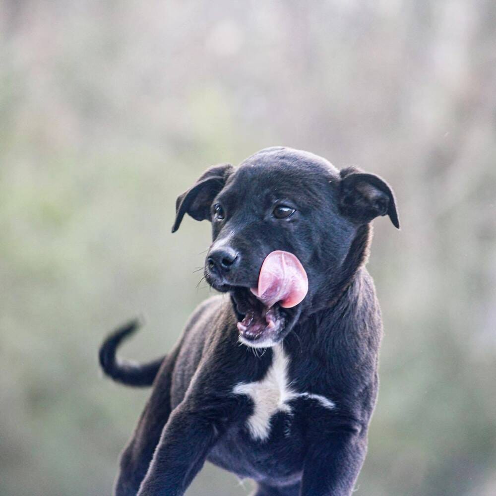 Adopt Rex Today - Pets TheCountyOffice