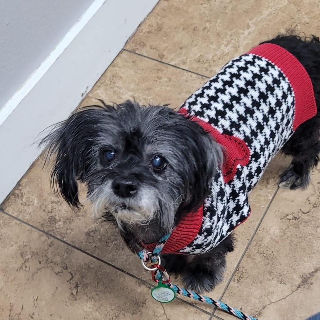 Adopt Rayleigh Today - Find Paw Pal