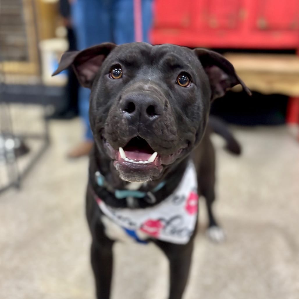 Adopt Duke Today - Pets TheCountyOffice