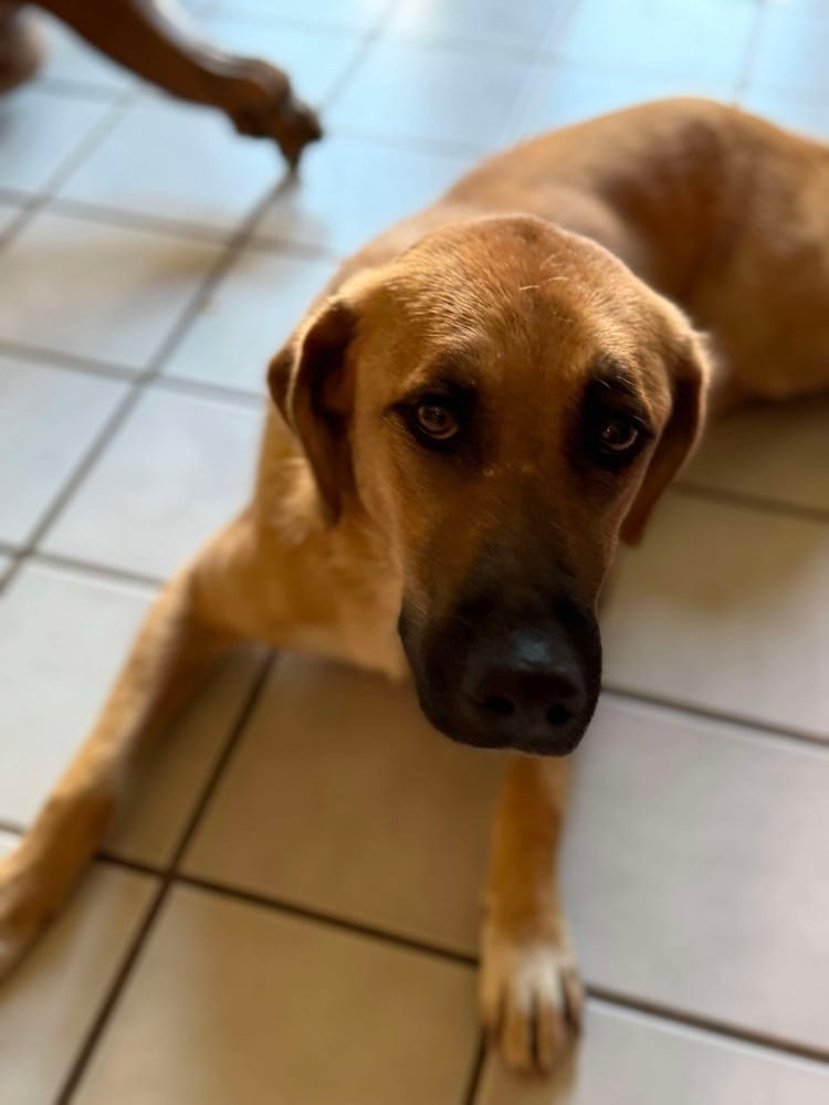 Adopt Kassy Today - Pets TheCountyOffice