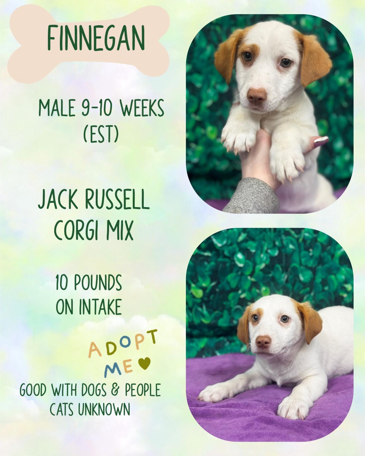 Adopt Finnegan Today - Find Paw Pal