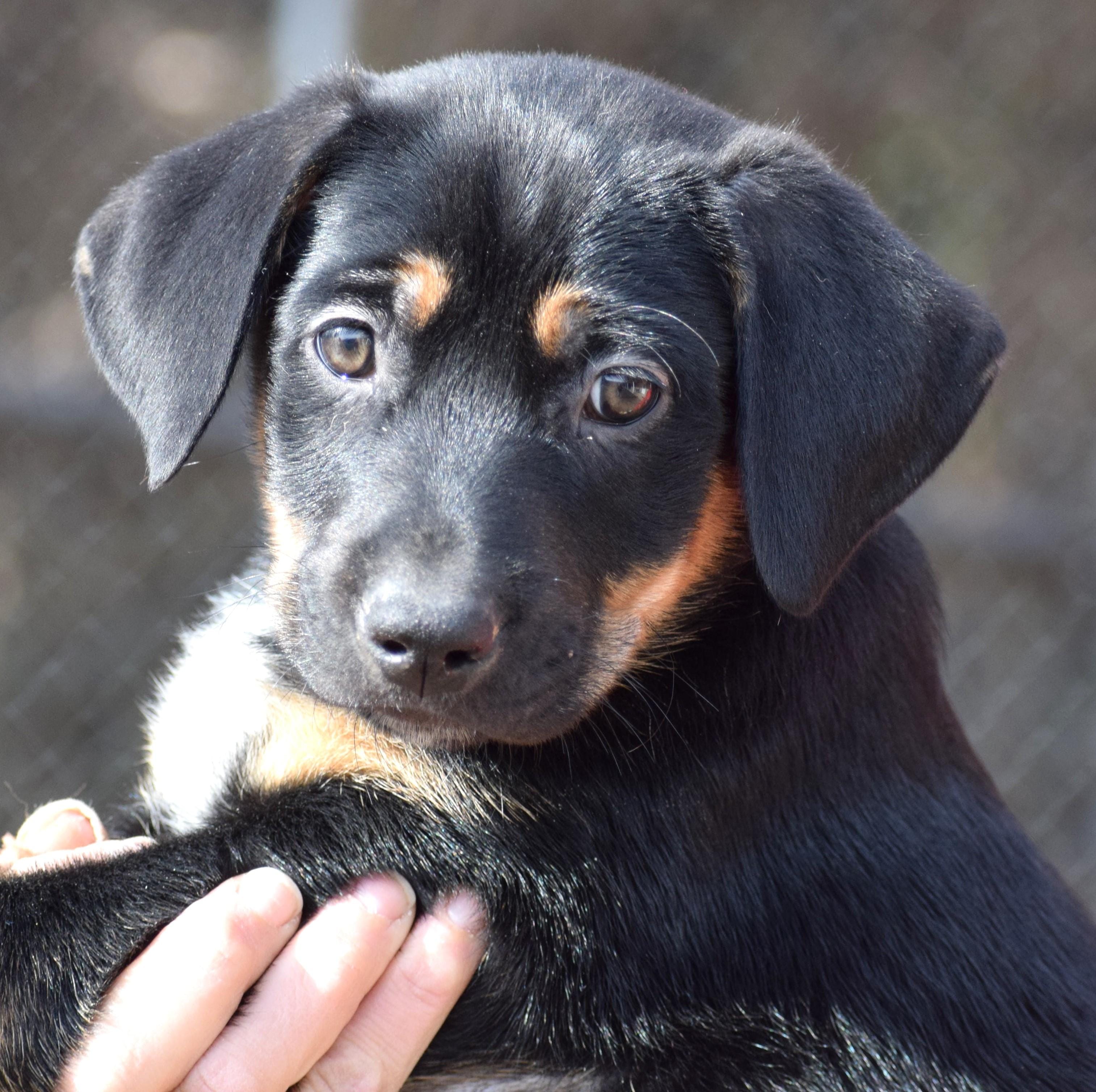 Adopt Hank-Available! www.lhar.dog to apply! Today - Pets TheCountyOffice