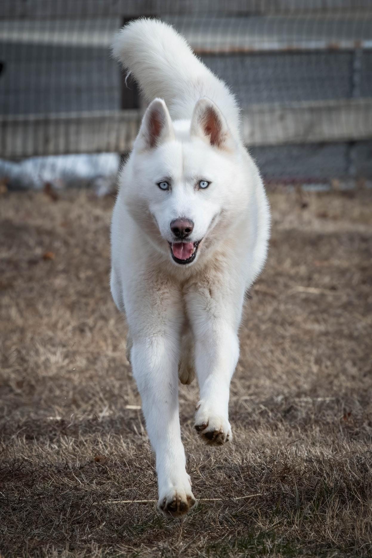 Adopt Noah Today - Pets TheCountyOffice