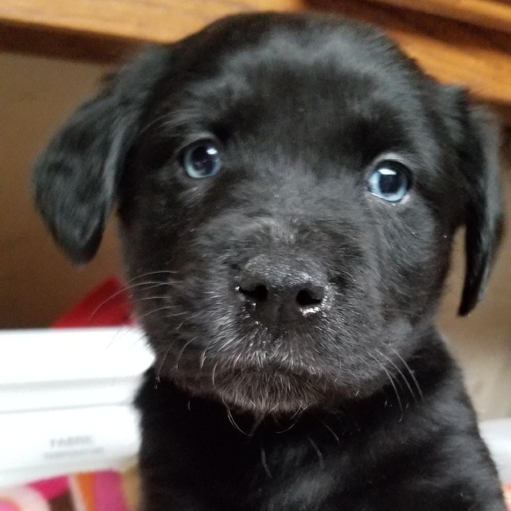 Adopt Violet Today - Pets TheCountyOffice