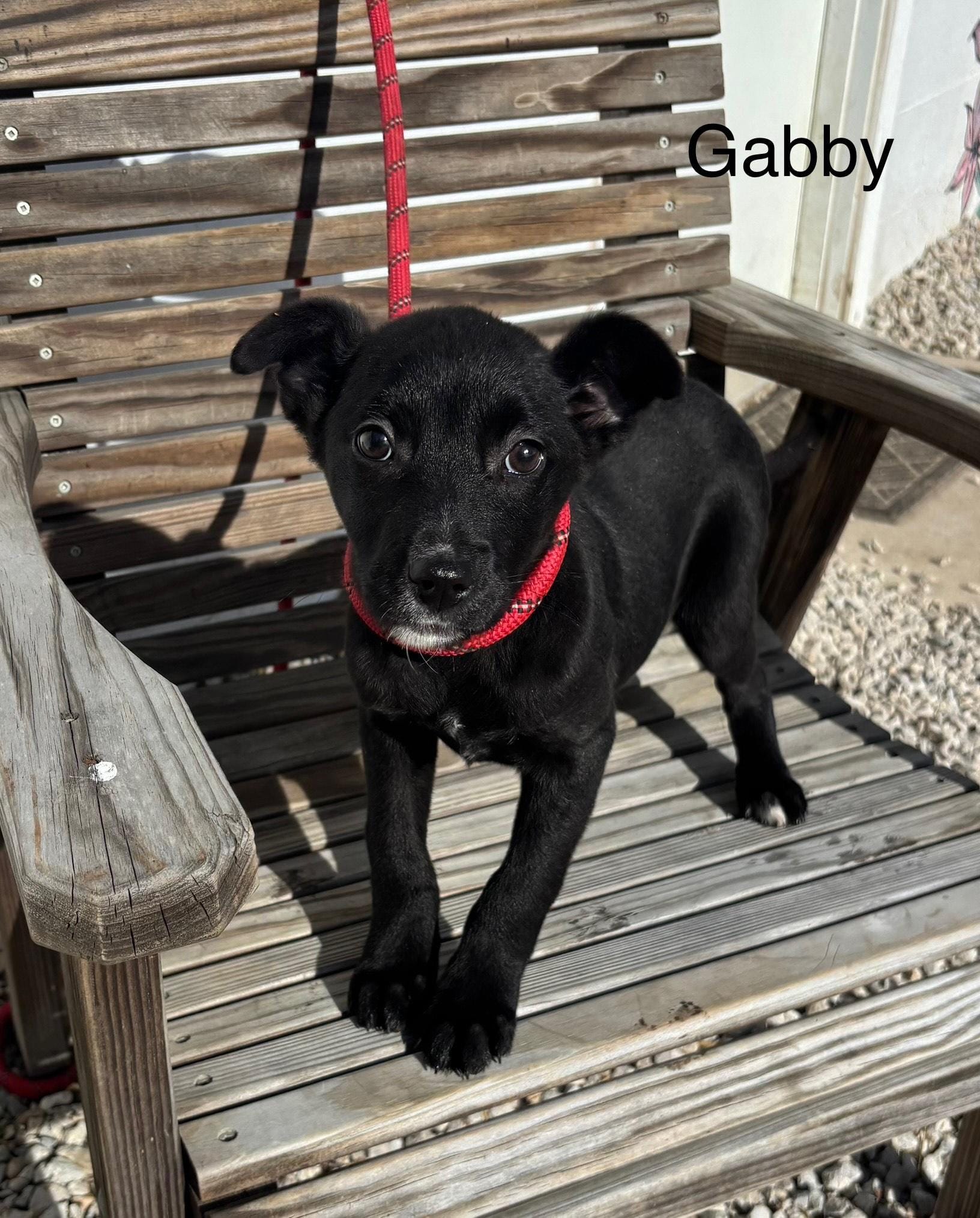 Adopt Gabby Today - Find Paw Pal