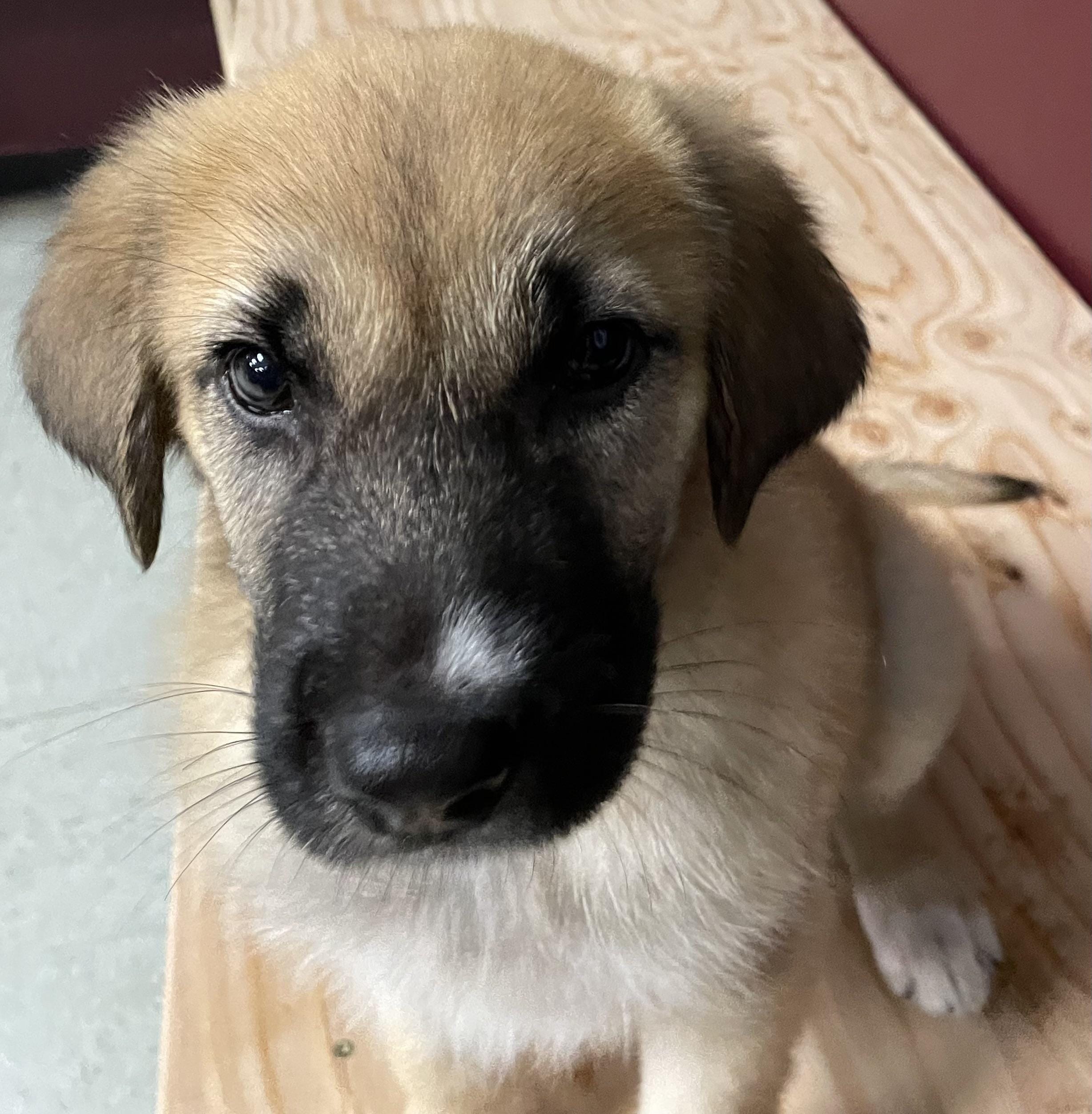 Adopt Janner Today - Find Paw Pal