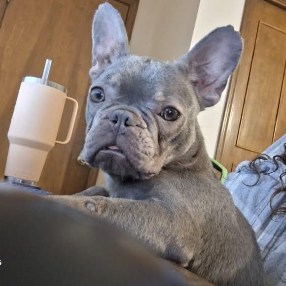 Adopt Simone Today - Pets TheCountyOffice