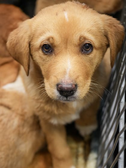 Adopt Riley Today - Find Paw Pal
