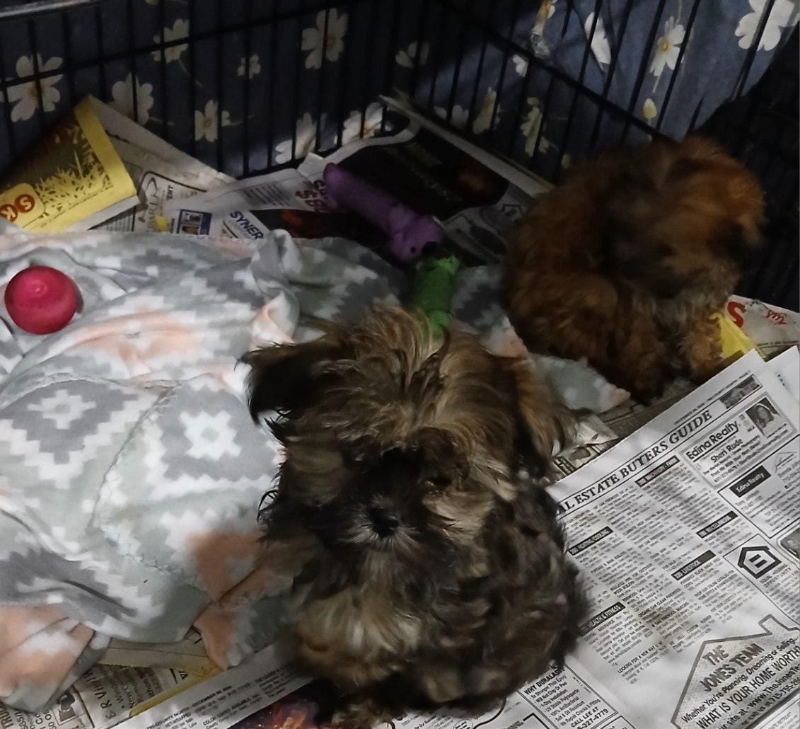 Adopt Jameson and Juniper Today - Find Paw Pal