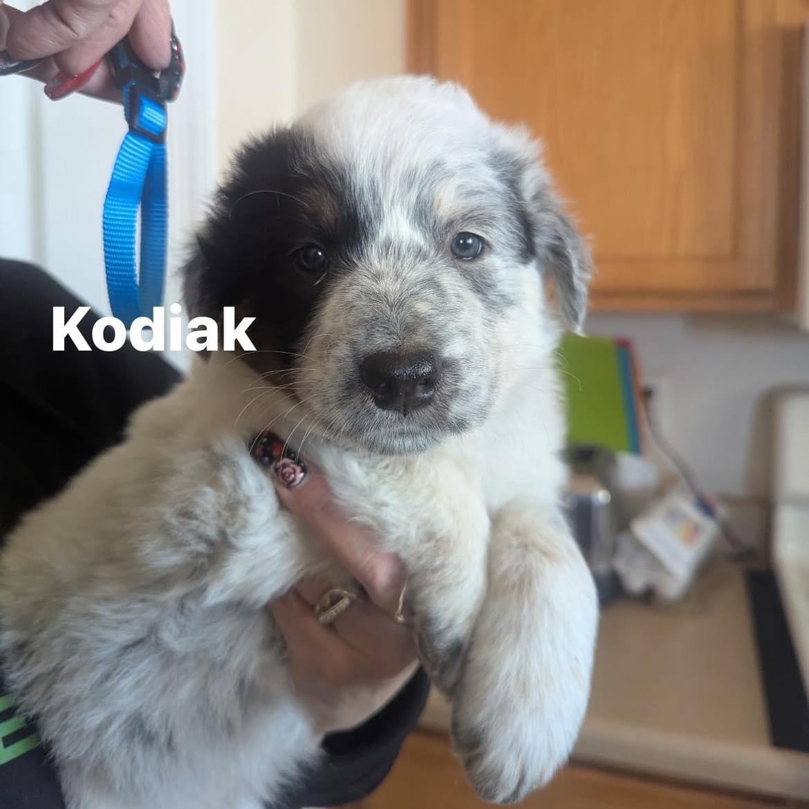 Adopt Kodiak Today - Pets TheCountyOffice