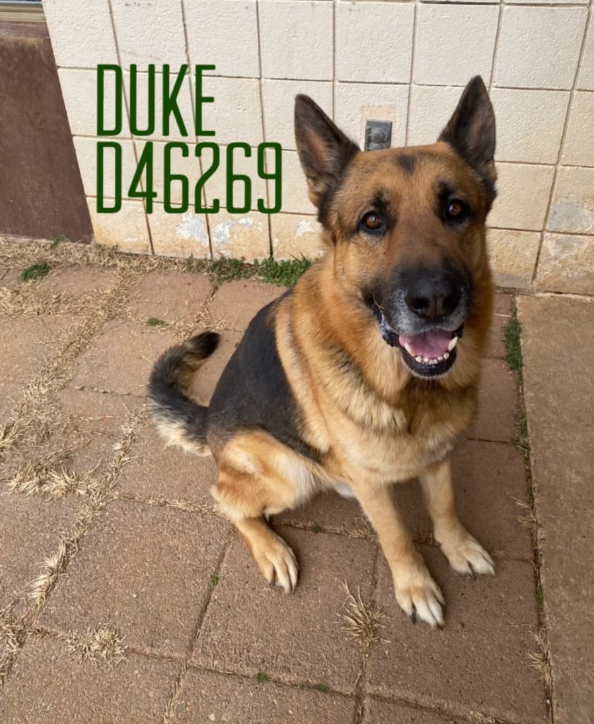 Adopt Duke Today - Pets TheCountyOffice